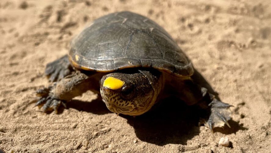 PV to the Rescue of the Vallarta Mud Turtle - Vallarta Lifestyles